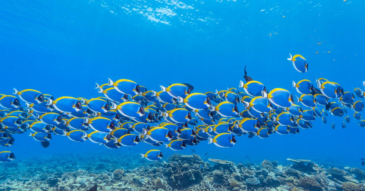 Why good ocean health is critical to tackling climate change ...